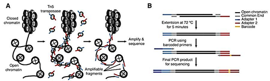 MNase-seq,ATAC-seq,DNase-seq - 知乎
