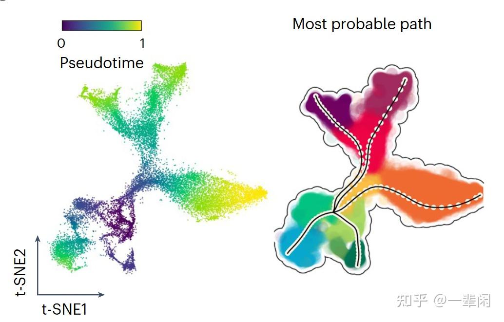 CellDancer：揭示单细胞转录动态异质性的接力速度模型 - 知乎