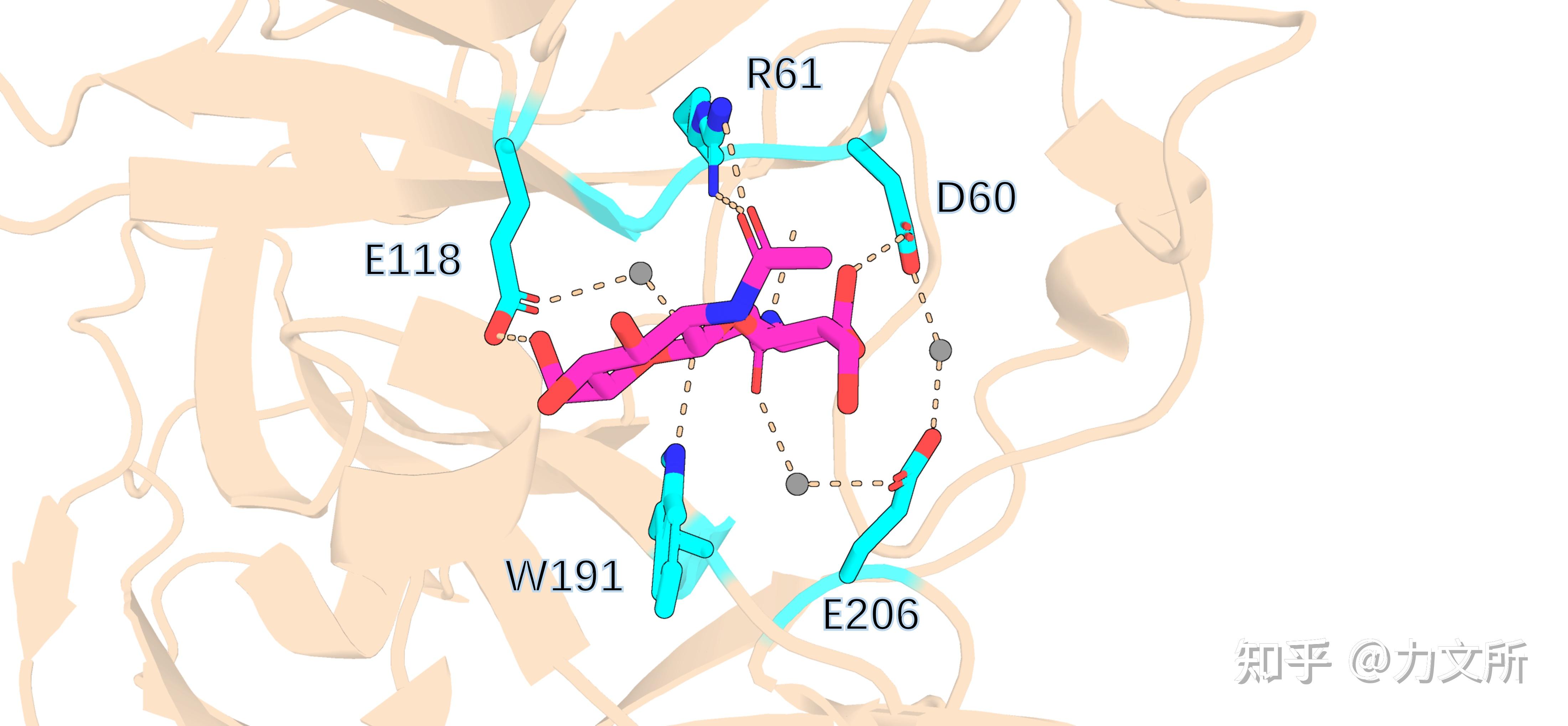 干货！全面解读PNGase F：从原理到应用，一文掌握（上） - 知乎
