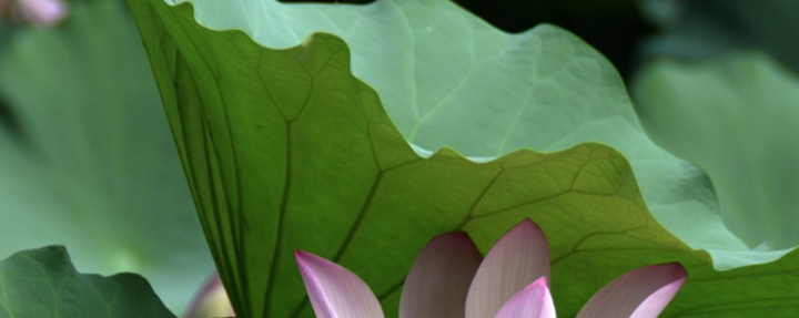 pytext汉语情感分类 - 知乎