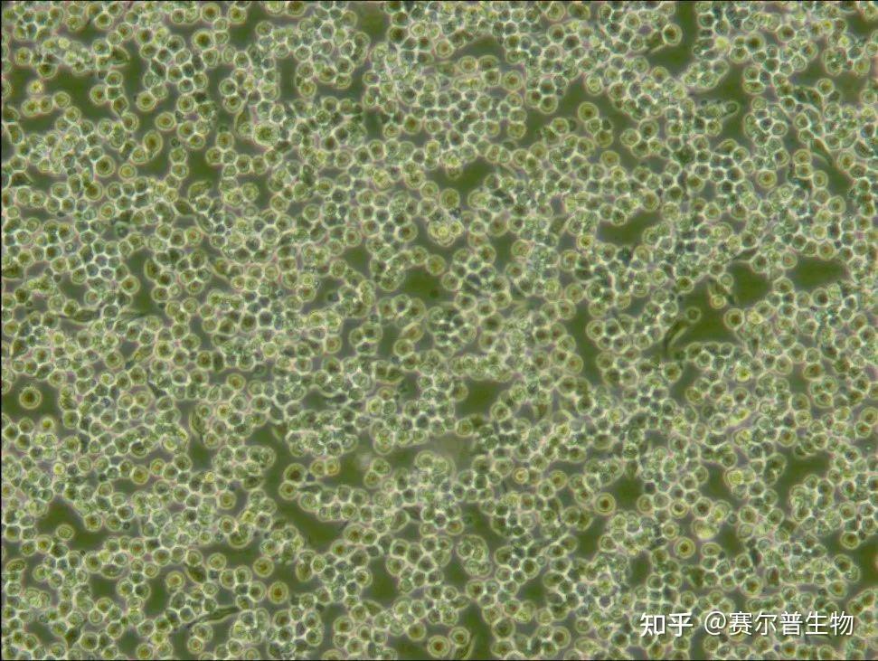 请问大家我的RAW264.7细胞染CD206总是染不上，是要注意什么嘛? - 知乎