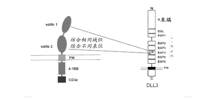 LB2102 | 又一双表位纳米抗体 CAR-T 疗法 - 知乎