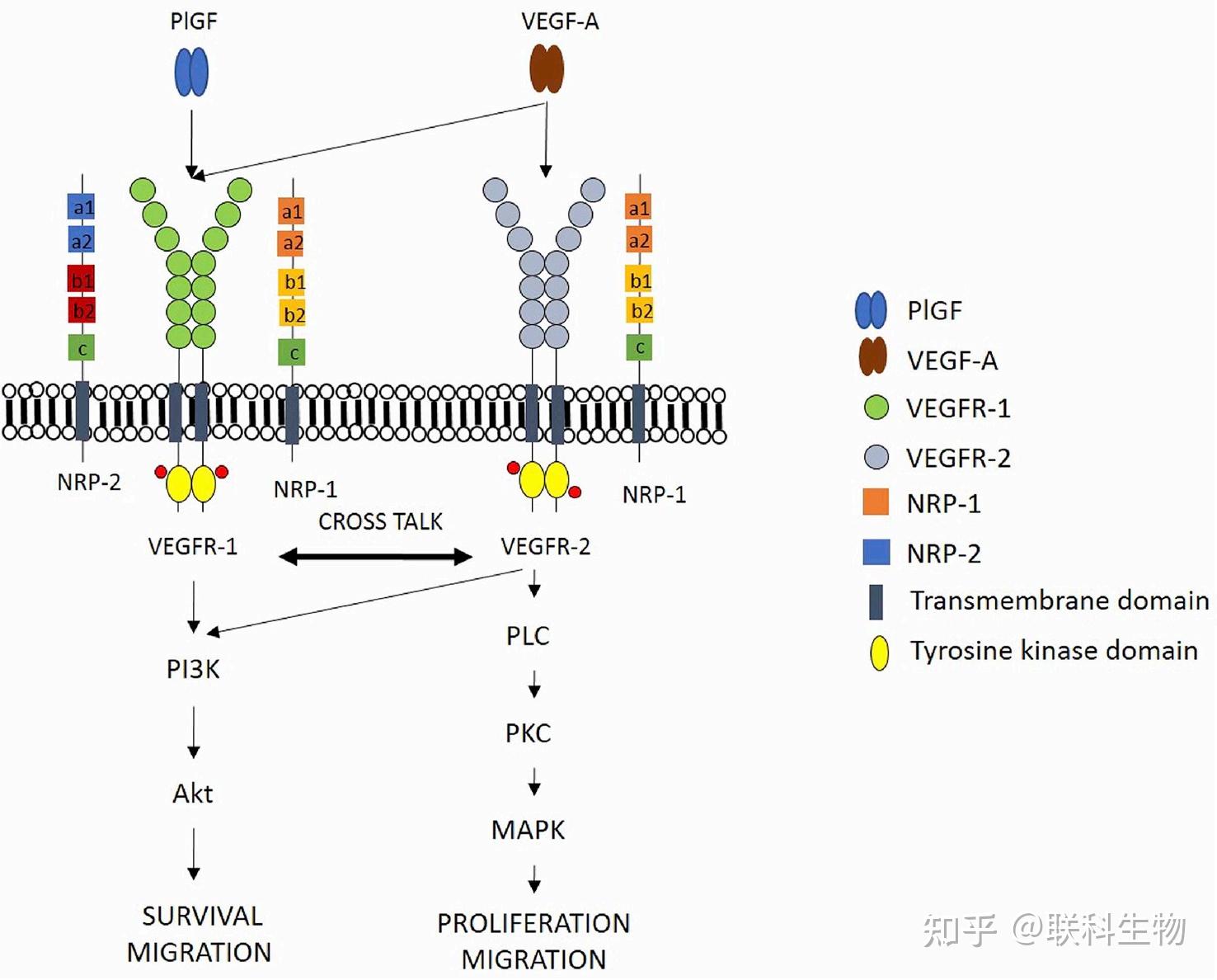 胎盘生长因子（PlGF） - 知乎