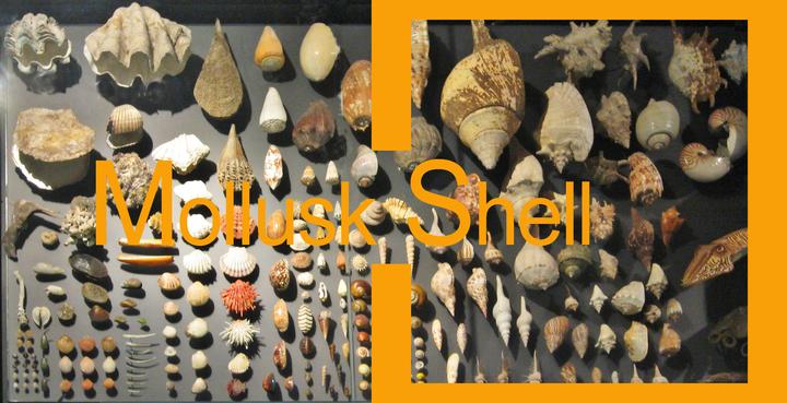【常识积累】生肉外刊 Mollusk Shell - 知乎