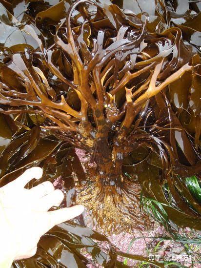 海带目Laminariales:壮丽巨藻，海中森林的创建者 - 知乎