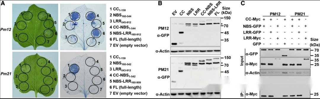 【Plant Biotech J】小麦的两个野生近缘同源基因Pm12和Pm21表现出进化保守性，但对白粉病的抗性存在差异 - 知乎