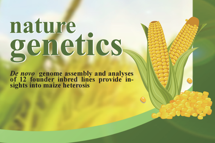 Nature Genetics|构建玉米核心自交系泛基因组——解析玉米杂种优势形成机理！ - 知乎