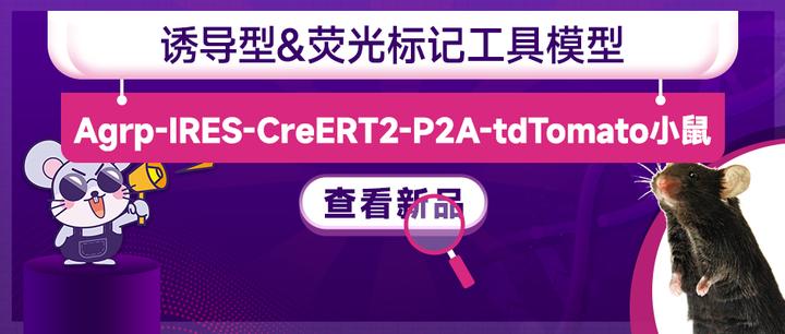诱导型&荧光标记工具模型：Agrp-IRES-CreERT2-P2A-tdTomato小鼠 - 知乎