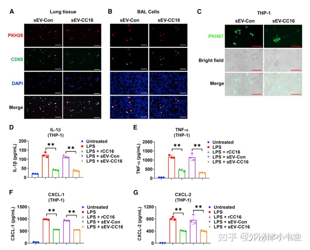 文献分享【Mol. Ther.】外泌体装载CC16蛋白治疗肺急性炎症反应 - 知乎