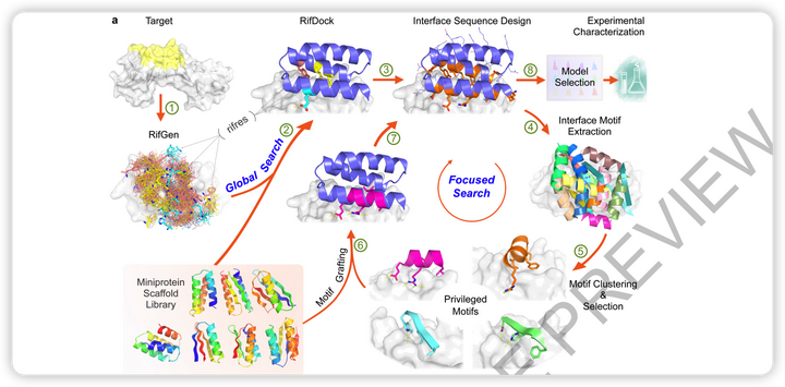 基于RIF的靶向性蛋白设计框架 - 知乎