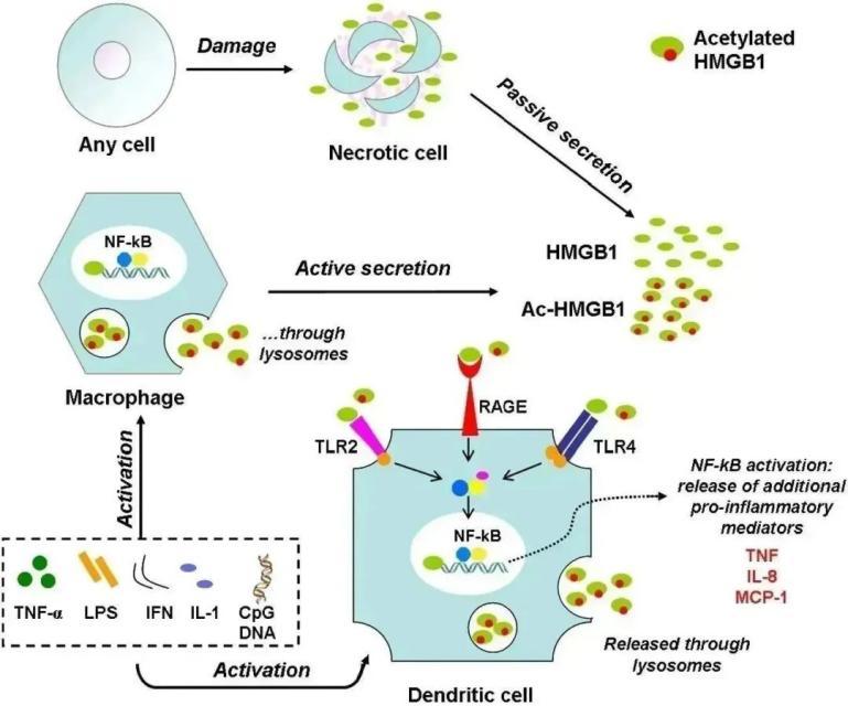 HMGB1从发现到临床应用花了多长时间？ - 知乎
