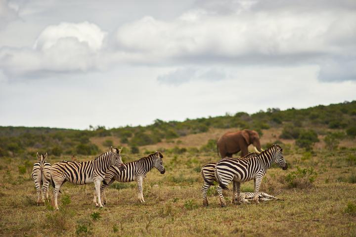 鞋DDPM腿DALL-E2辱Stable Diffusion——臊扶疟迎顷拼贡茉但罚（2） - 知乎