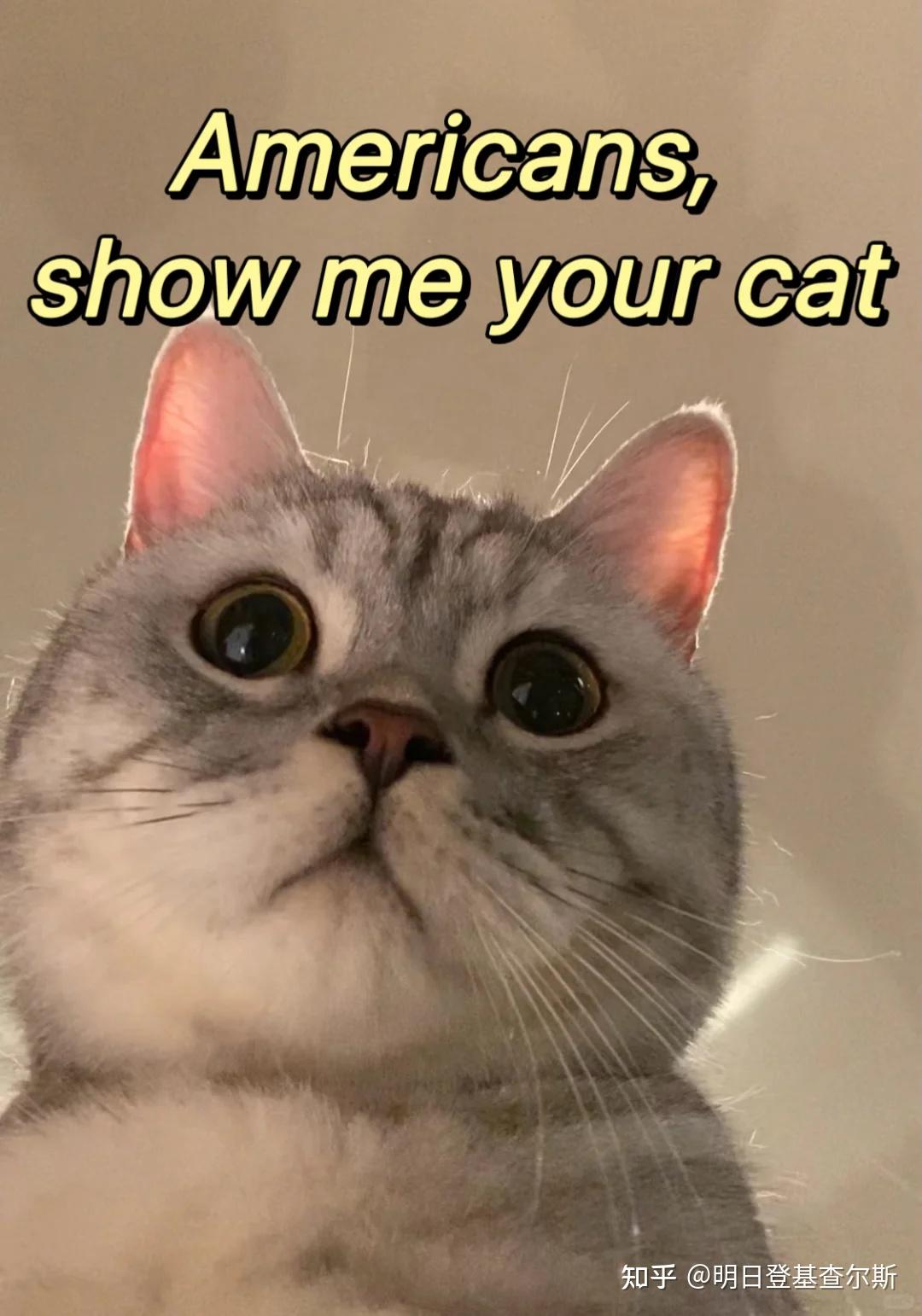 Cat Tax 猫税是什么？ - 知乎