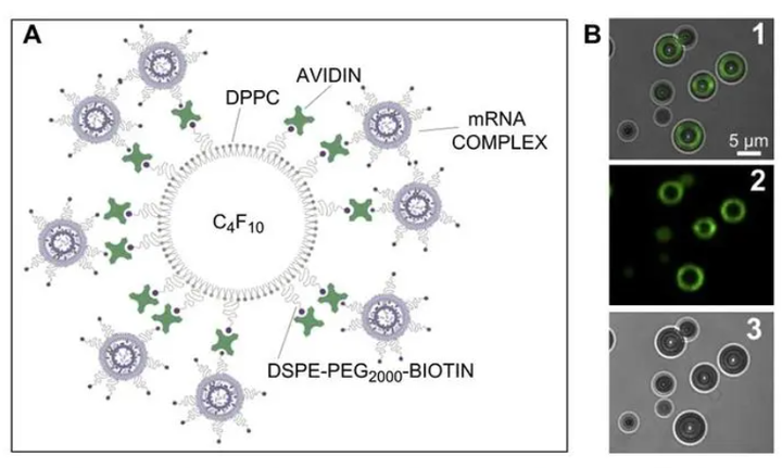 PLGA-PEG-Ce6/PLGA-PEG1/2/3/3.4/4/5/10K聚乳酸羟基乙酸共聚物-聚乙二醇-二氢卟吩e6 - 知乎