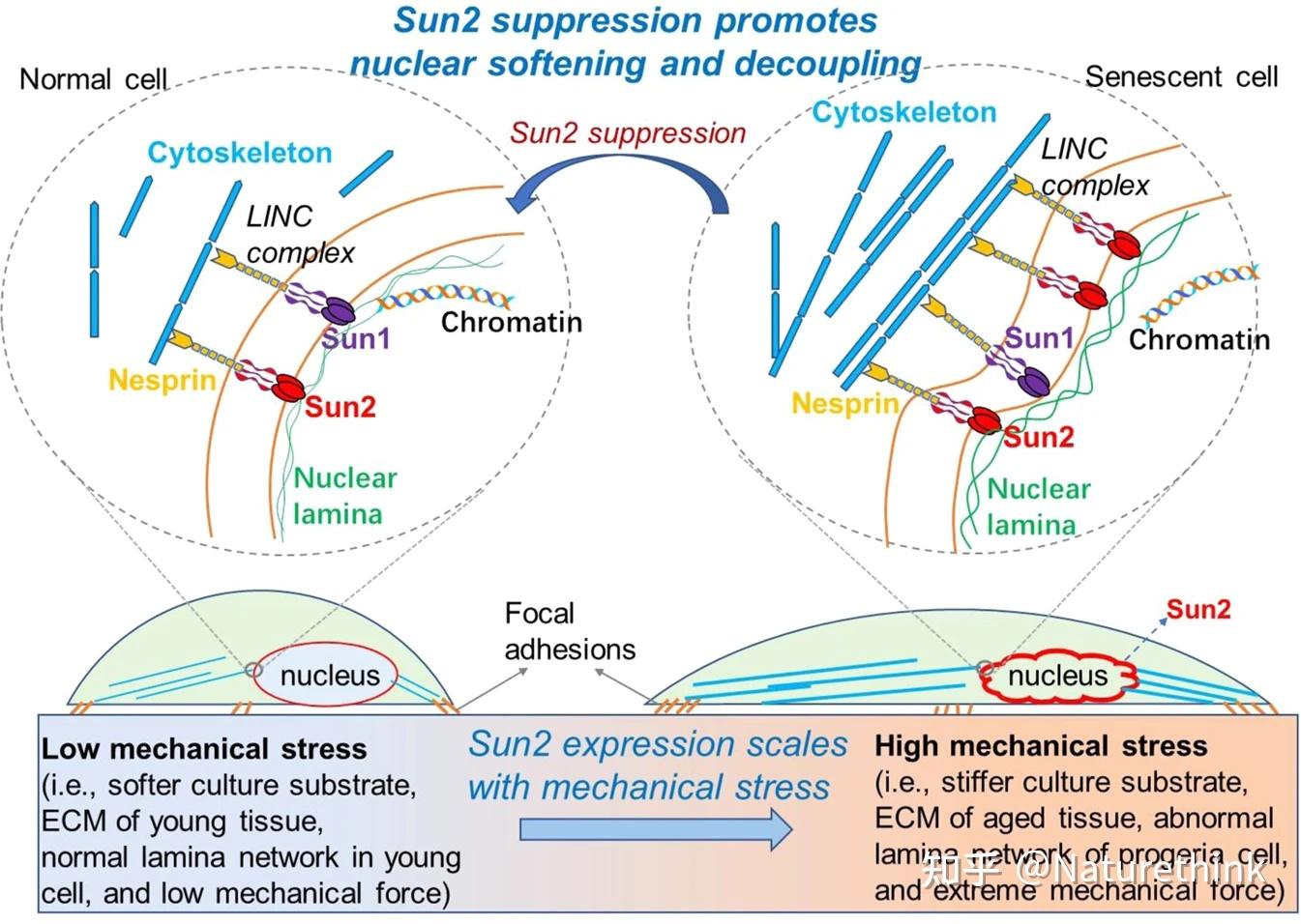 由Sun2抑制介导的核软化可延缓机械应力诱导的细胞衰老 - 知乎
