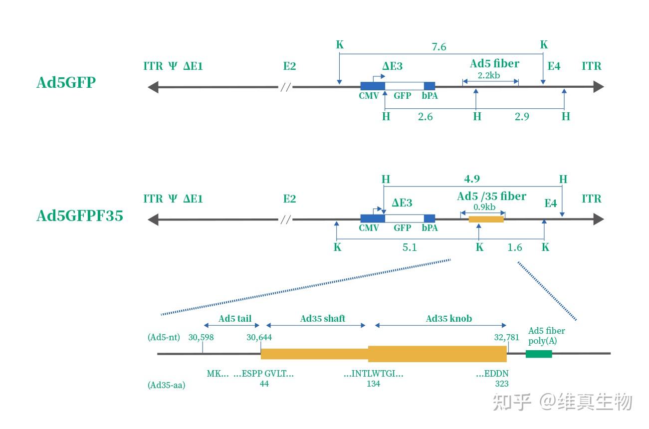 腺病毒血清型Ad5 和 Ad5/F35的区别是什么？ - 知乎