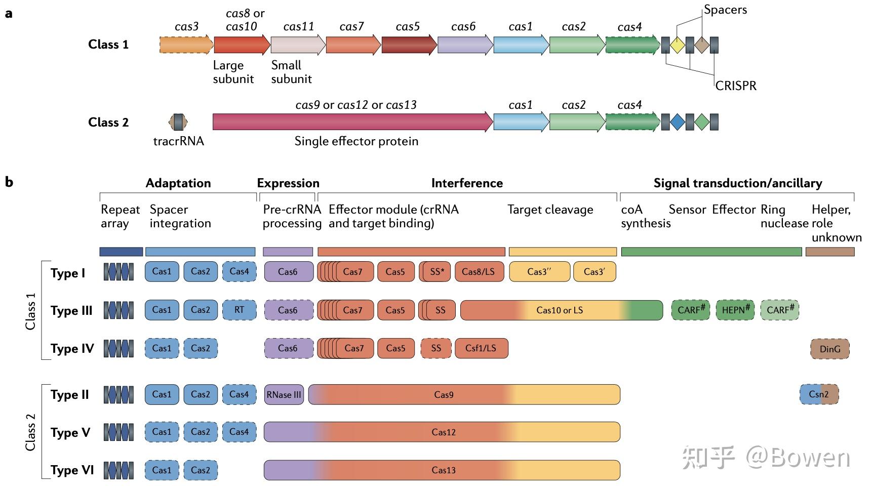 CRISPR-Cas13系统的分类、功能及应用 - 知乎