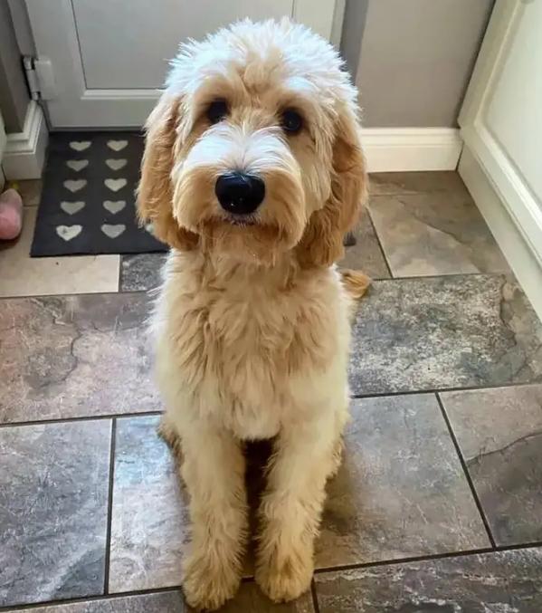 花2000镑买的“迷你狗”，长得比人还大！！想要只迷你可卡颇，得到辆半挂大卡车... - 知乎