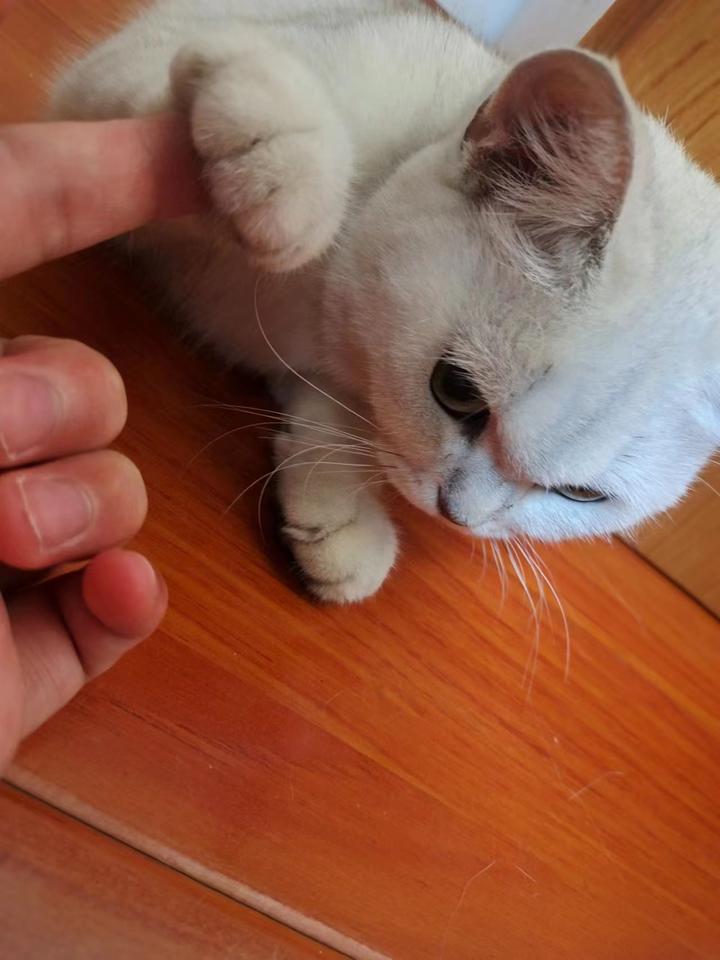 《FlowZero: Zero-Shot Text-to-Video Synthesis with LLM-Driven Dynamic ...