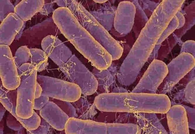 拟杆菌属 Bacteroides - 知乎