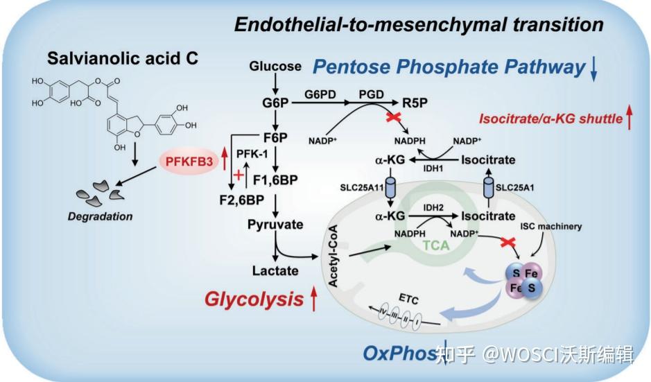 STTT（IF=38）| 中国药科大学发现糖酵解在内皮-间质转化和纤维化反应起重要作用 - 知乎