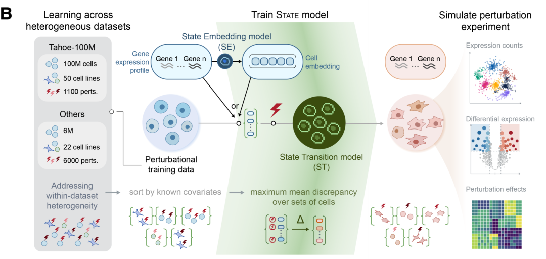 继 Evo 2 之后，Arc Institute 发布首个虚拟细胞模型 STATE，训练数据涉及 70 种不同细胞系 - 知乎
