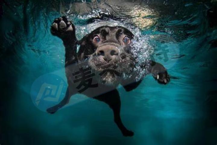 Keith律所代理摄影师Seth Casteel又起3起侵权案，案件均已进入TRO阶段！ - 知乎