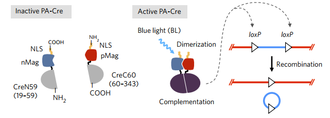 技术分享：蓝光诱导调控的Cre-loxP重组酶系统的开发与升级 - 知乎