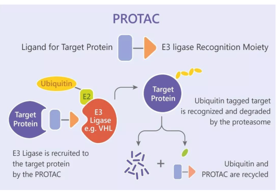 双功能PROTAC/PROTAC Linker/PROTAC交联剂/PROTAC连接子 - 知乎