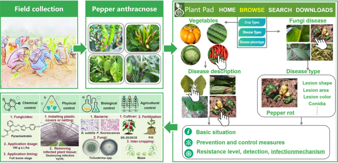 PlantPAD：大规模的植物科学疾病图像表型分析平台 - 知乎