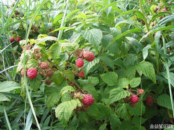 野生树莓的功效与作用 - 知乎