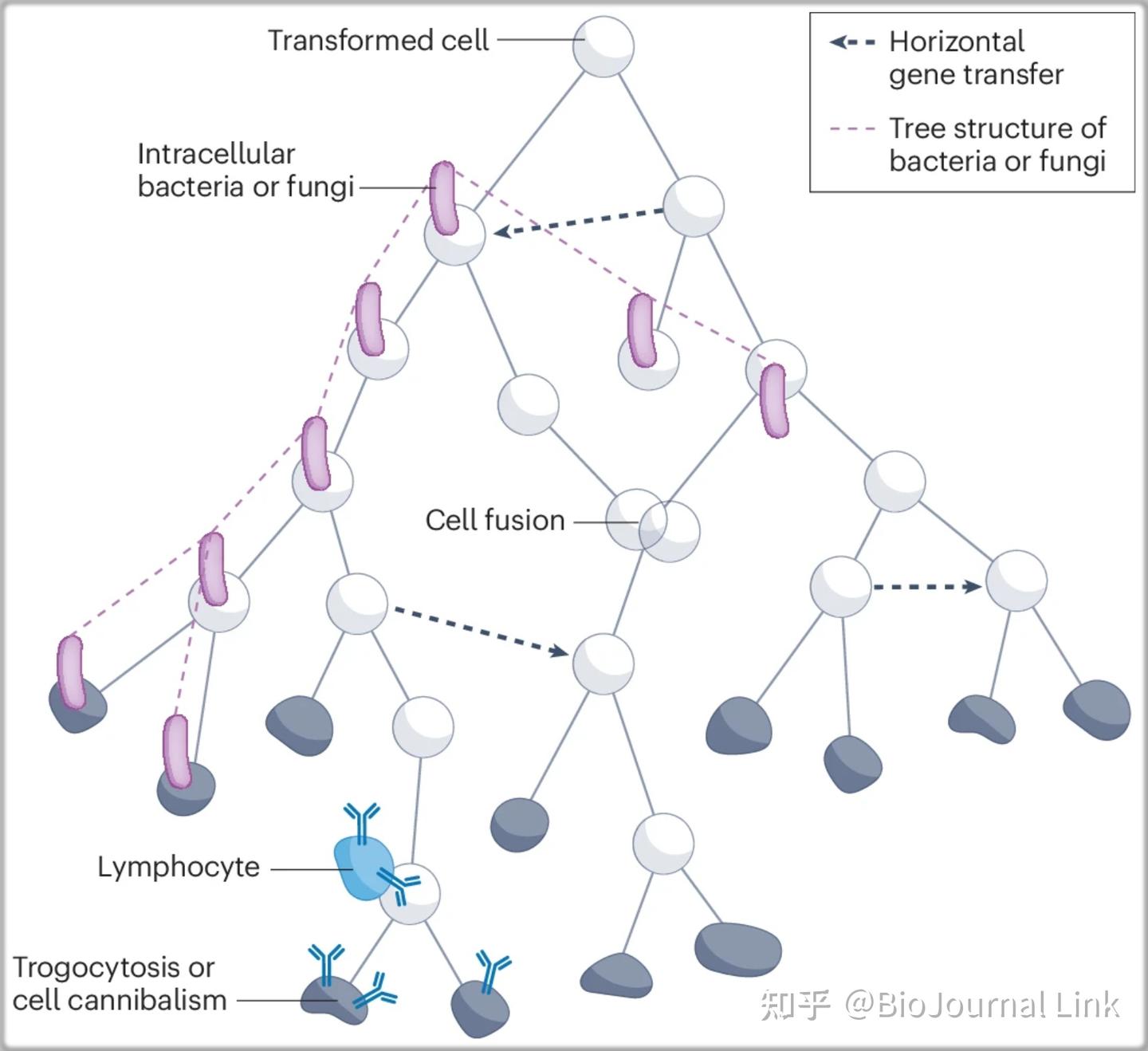 综述精读 | NatRevCancer | 癌症的进化理论：挑战与潜在解决方案 - 知乎