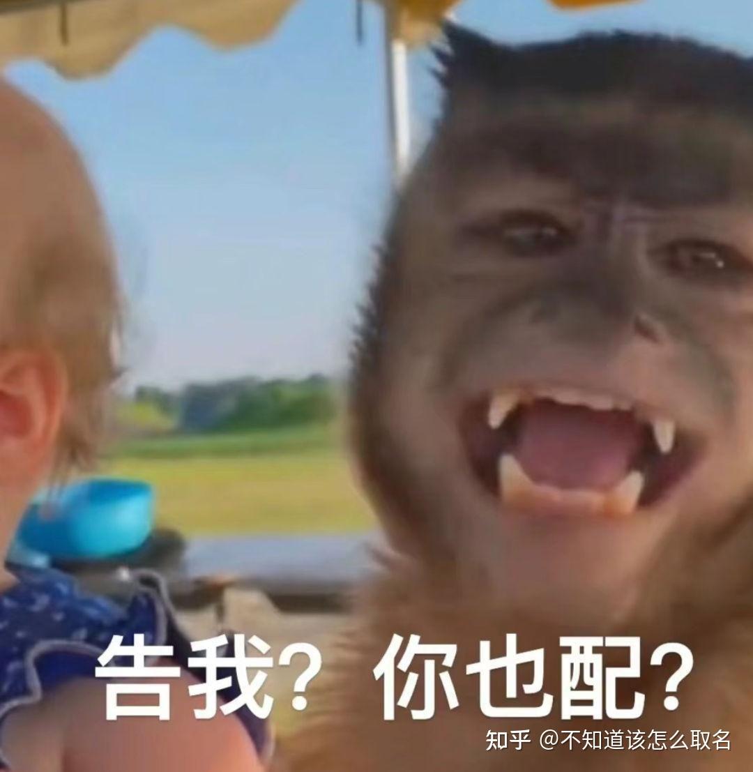 猴子表情包汇总 - 知乎