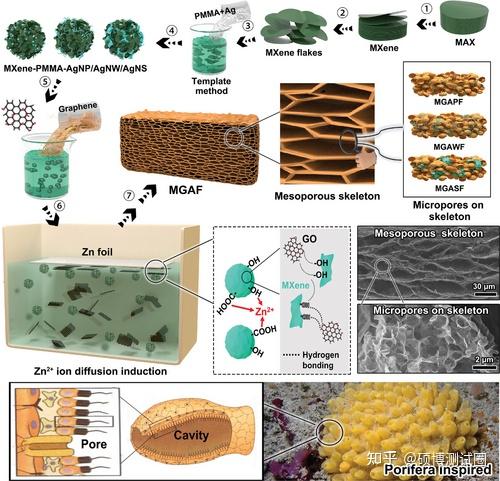 《Adv. Mat.》：多功能MXene仿生电磁屏蔽材料！ - 知乎