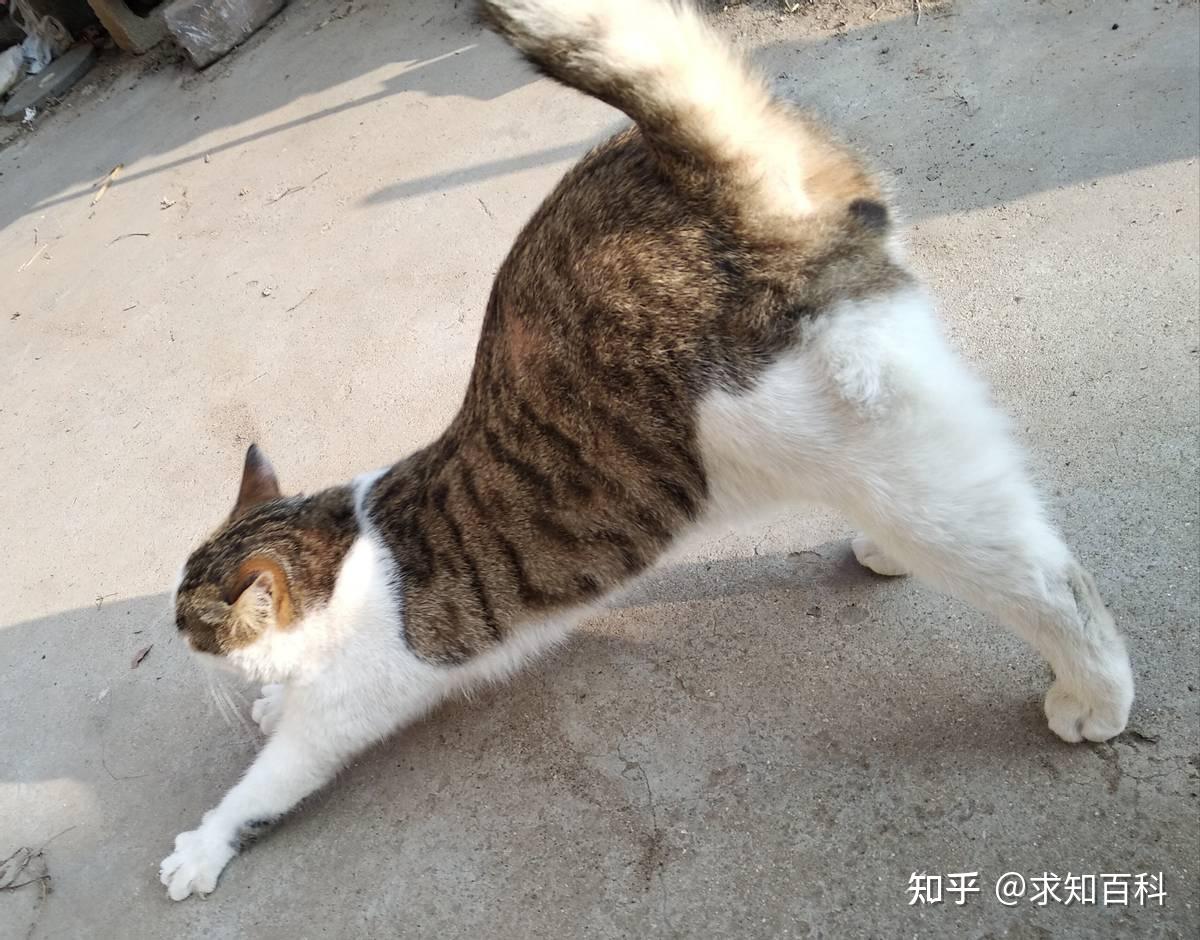 长在隐秘处，“肛毛”真的多余吗？为啥最好不要刮？ 知乎 6911