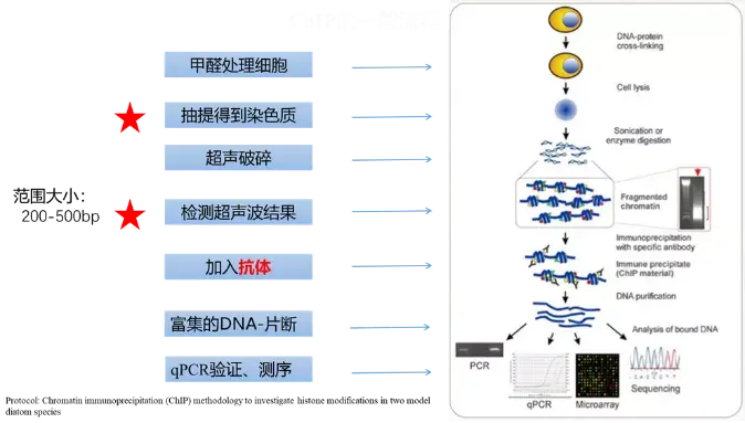 还在辛辛苦苦做ChIP？CUT&Tag技术了解下吧 - 知乎