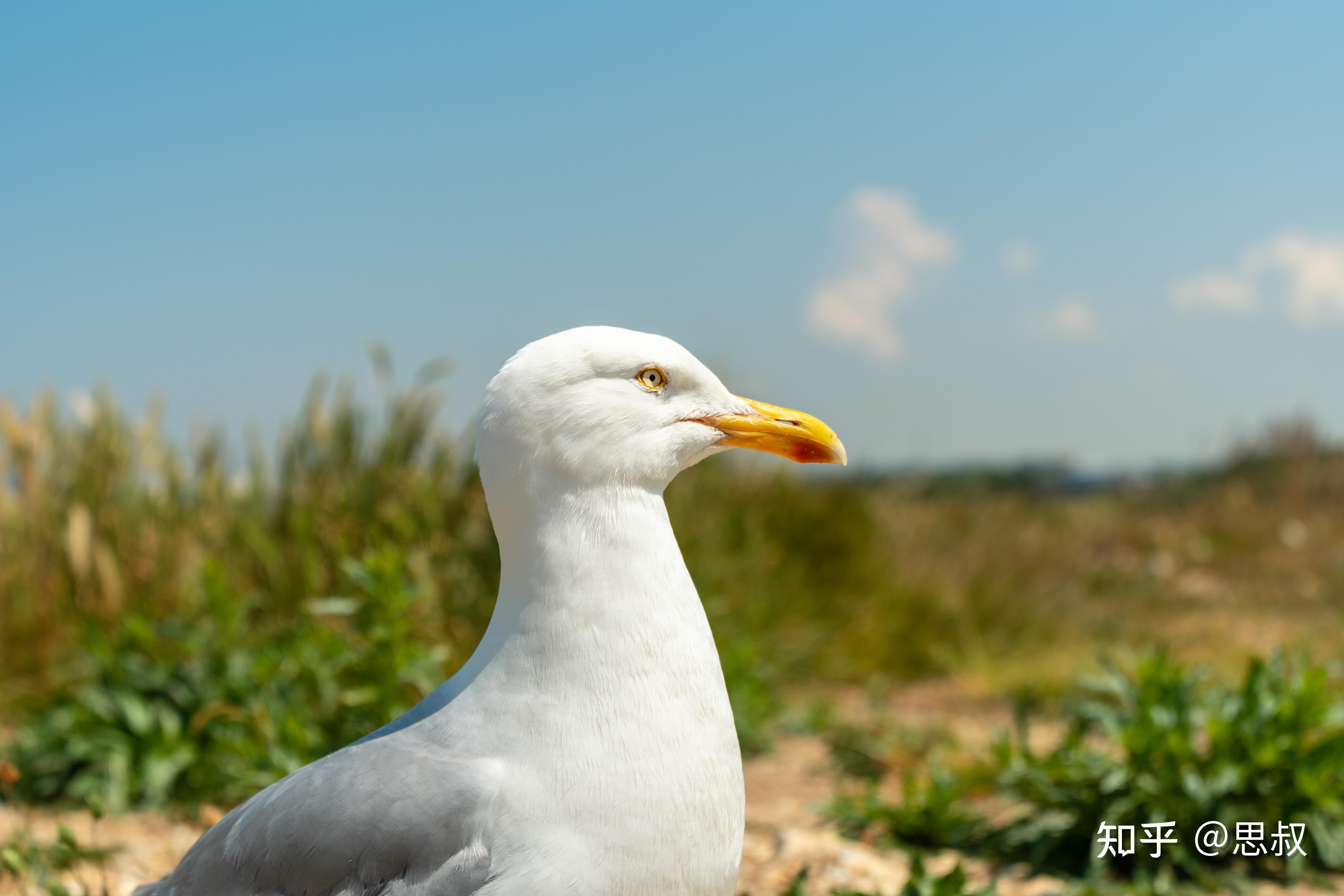 索尼2070G和腾龙1750如何选择？ - 知乎