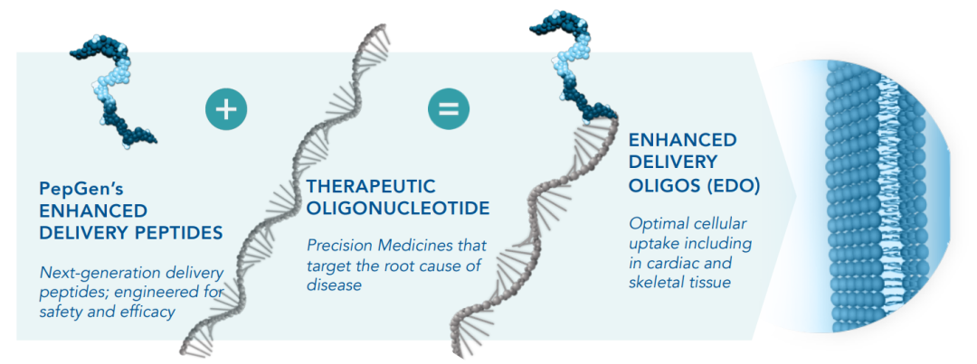 快讯 | PepGen 多肽-寡核苷酸偶联物PGN-EDO51Ⅰ期临床结果积极 - 知乎
