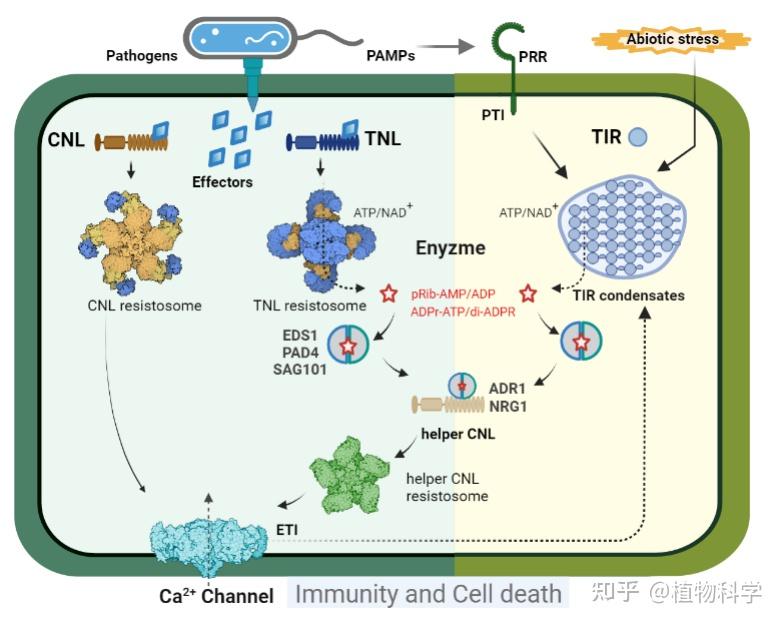 Nature | 柴继杰/Paul Schulze-Lefert/宋文/刘莉团队合作发现植物抗病蛋白激活新机制 - 知乎