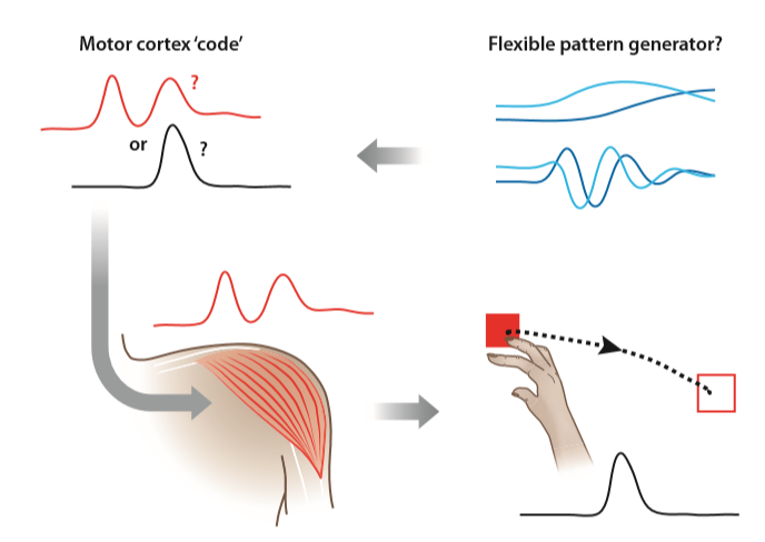 Motor Control:Dynamical Systems Perspective(1) - 知乎