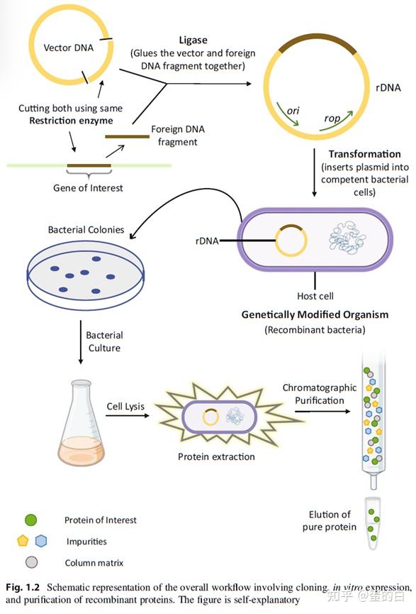重组DNA技术简介 - 知乎