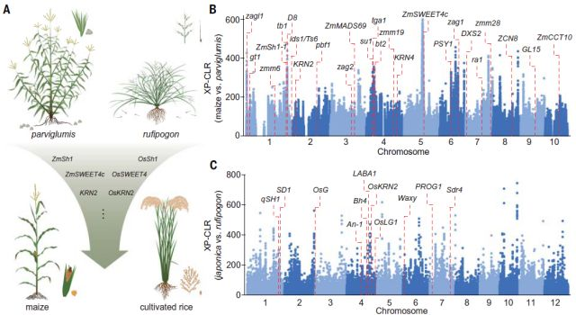我国科学家领衔揭示关闭玉米和水稻中的KRN2/OsKRN2基因可提高作物产量 - 知乎