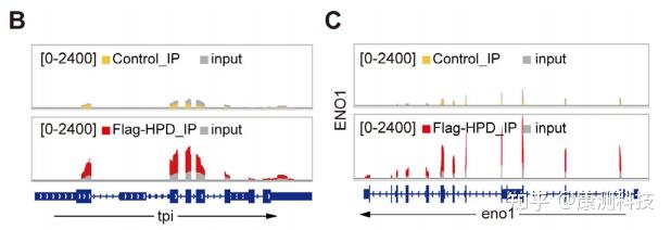 Adv. Sci.代谢酶非经典功能新发现！酪氨酸代谢酶HPD作为RNA结合蛋白，调节卵巢癌糖酵解通量、肿瘤生长和耐药 - 知乎