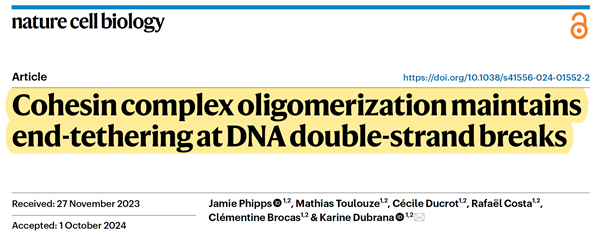NCB|看Cohesin如何介导DNA双链断裂末端连接 - 知乎