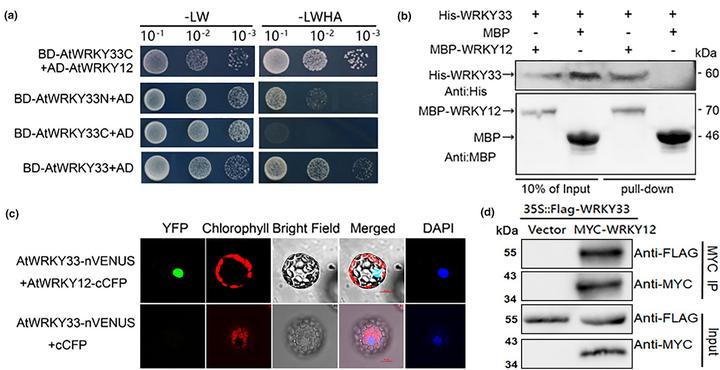 NEW PHYTOL|四川大学刘唤唤研究团队用Y2H揭示WRKY33 与 WRKY12 蛋白相互作用上调拟南芥浸水诱导的缺氧反应过程中RAP2.2 - 知乎