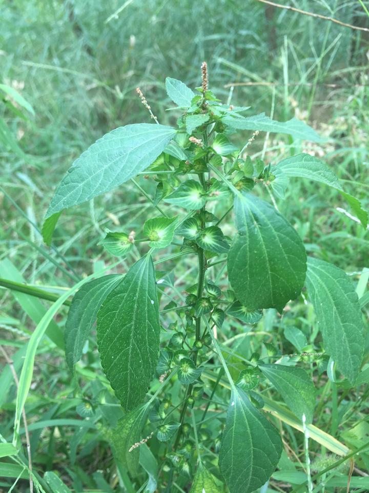 铁苋菜丨农村俗称“人苋”、“血见愁”的植物，用处真不少！ - 知乎