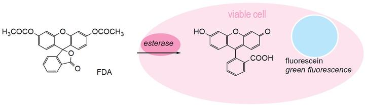 Fluorescein diacetate (FDA) - 知乎