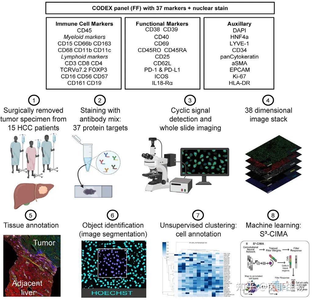 【Cell】CODEX：HCC肿瘤微环境中MAIT细胞的异质性 - 知乎