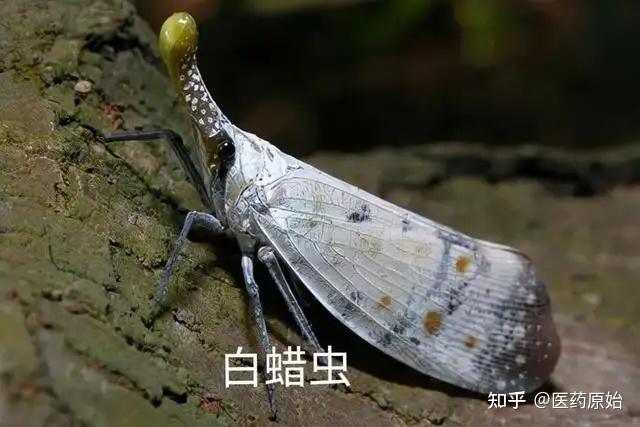 带你识别虫白蜡 - 知乎