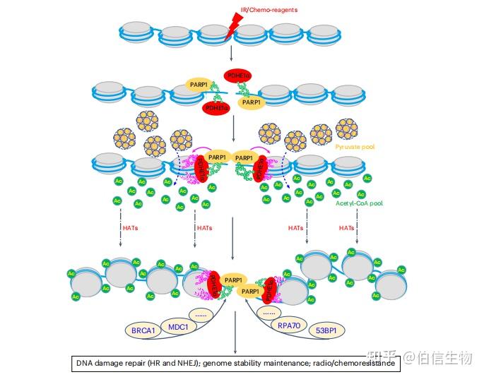 Reverse-ChIP技术详解 - 知乎